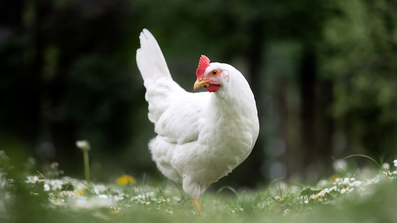 The white chicken ritual