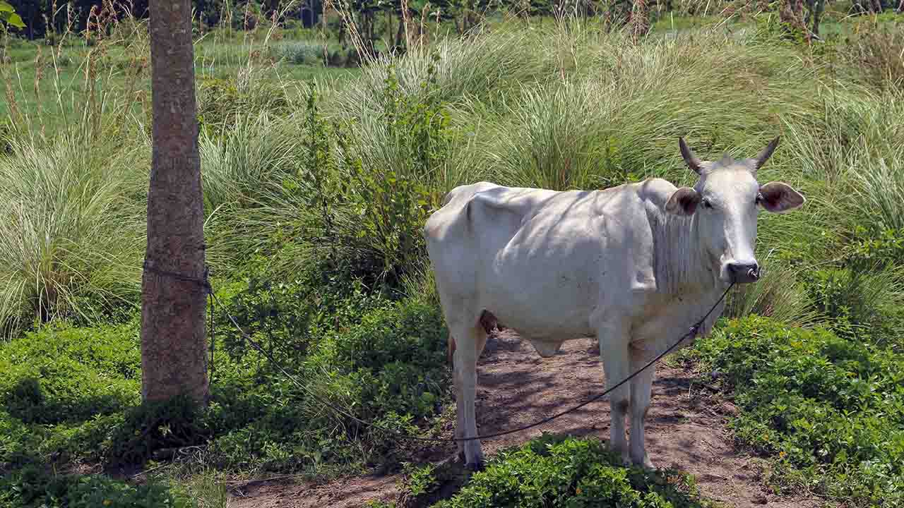 God uses stubborn cow to plant seeds of truth
